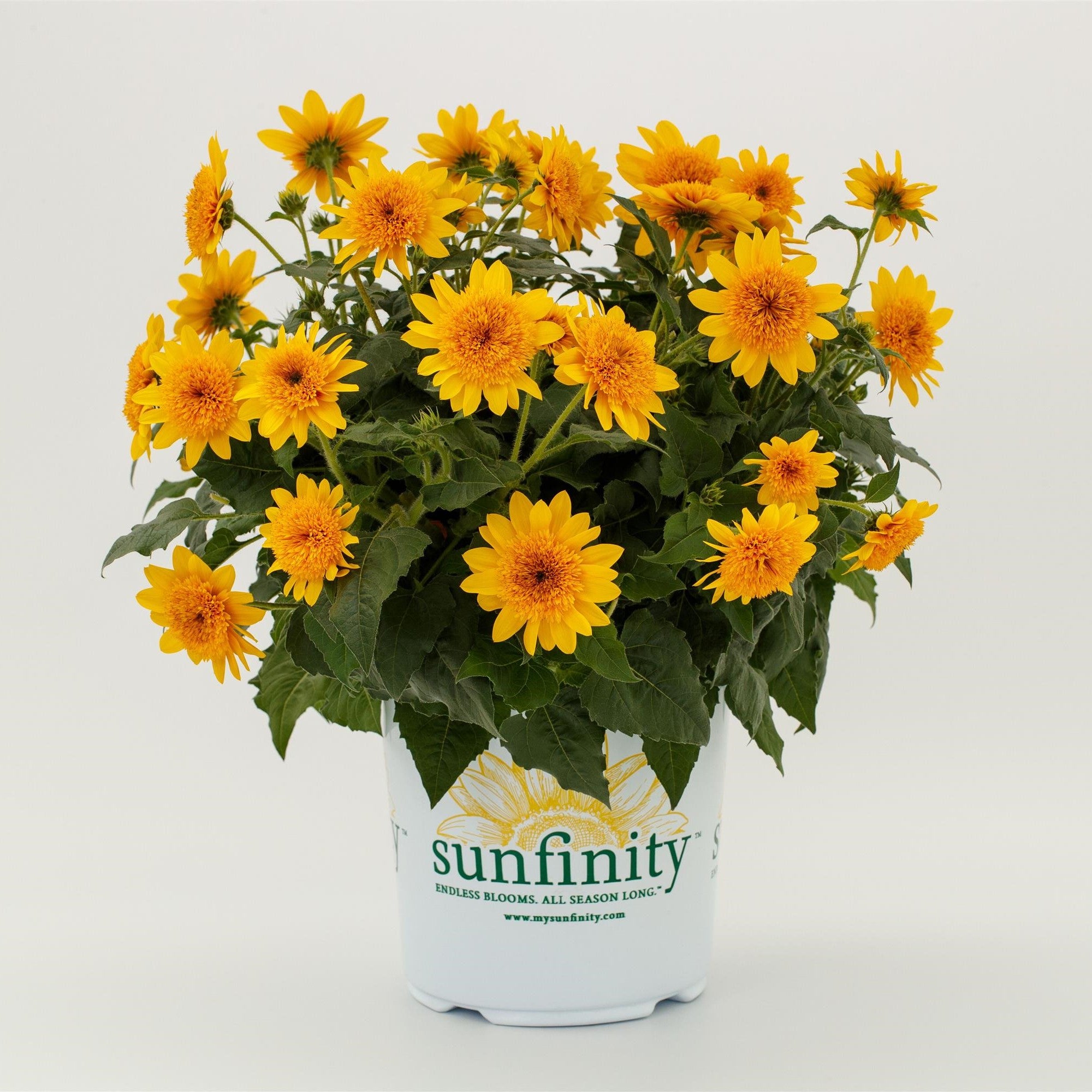 Helianthus 'Sunfinity Double Yellow' – Scott's Nursery Ltd.