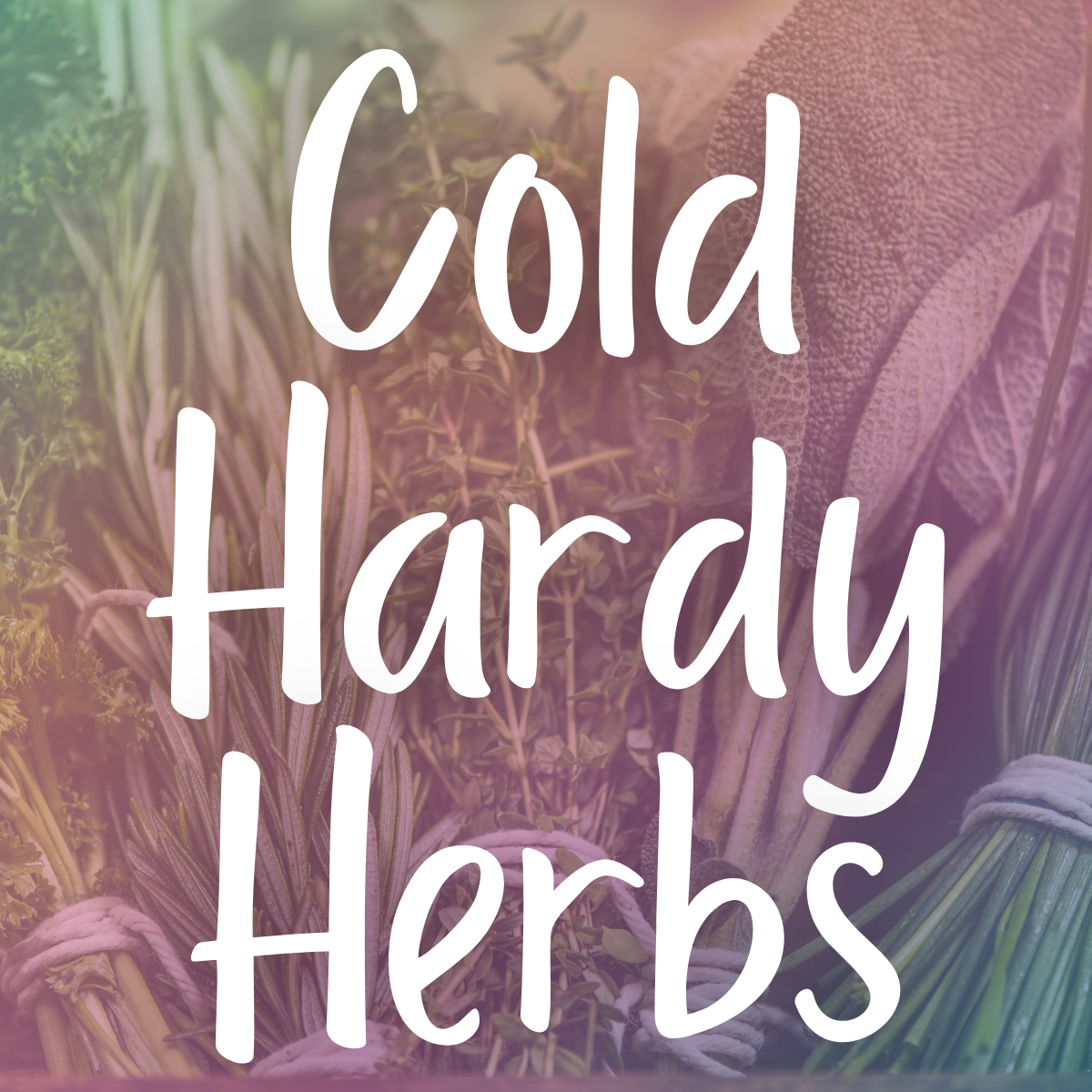 Cold Hardy Herbs To Grow Outside This Winter – Scott's Nursery Ltd.
