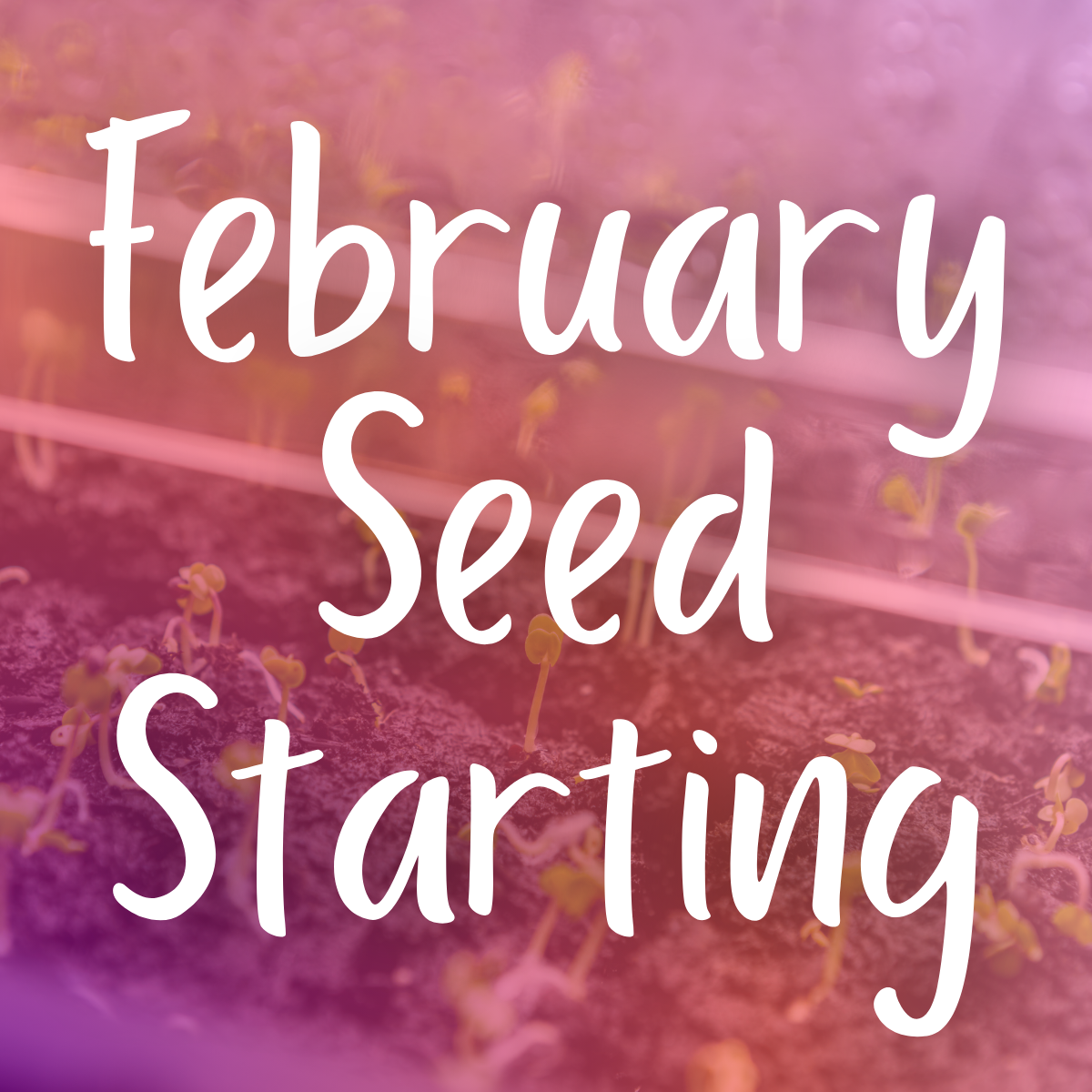 Seed starting in New Brunswick – Scott's Nursery Ltd.