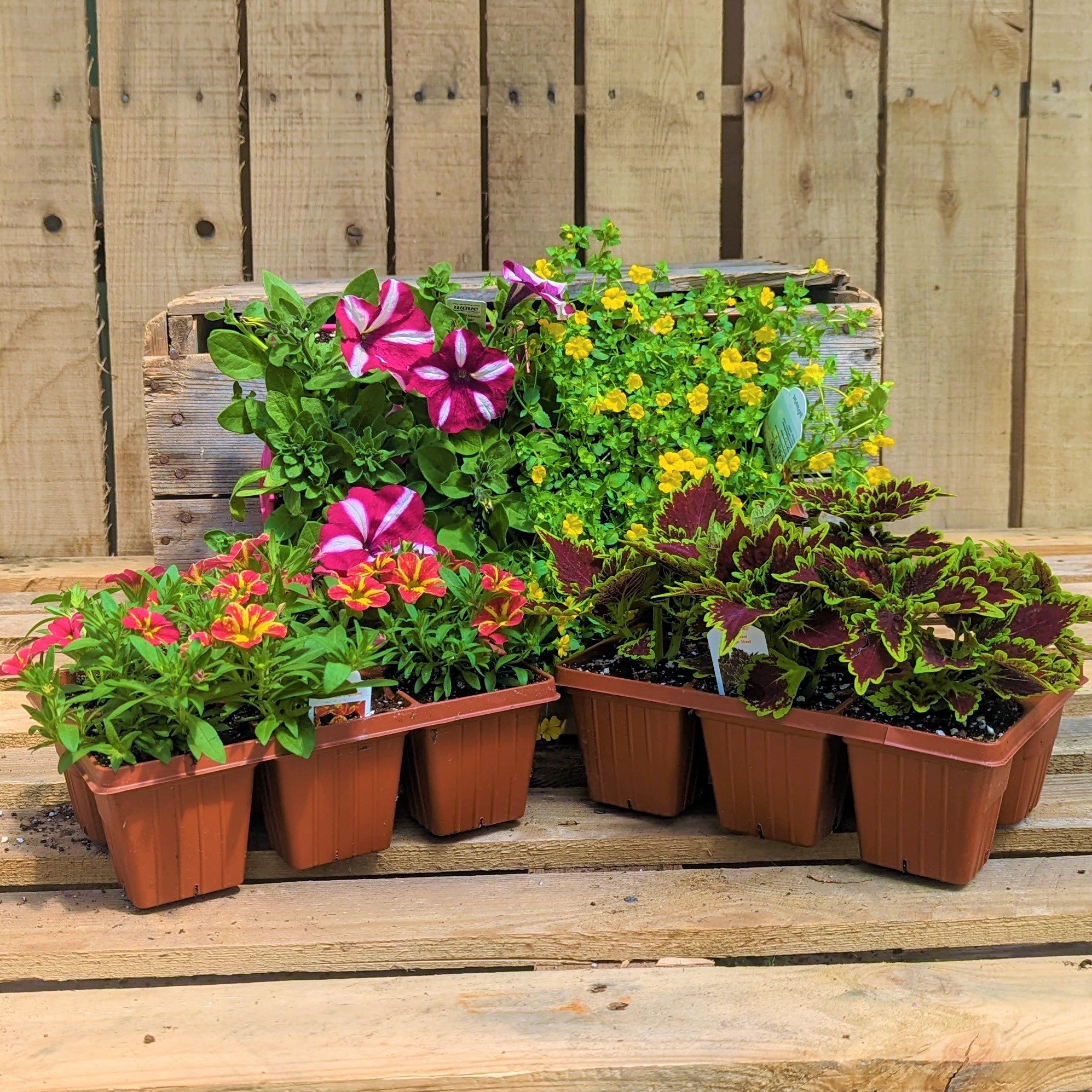 306 Pack Annuals – Scott's Nursery Ltd.