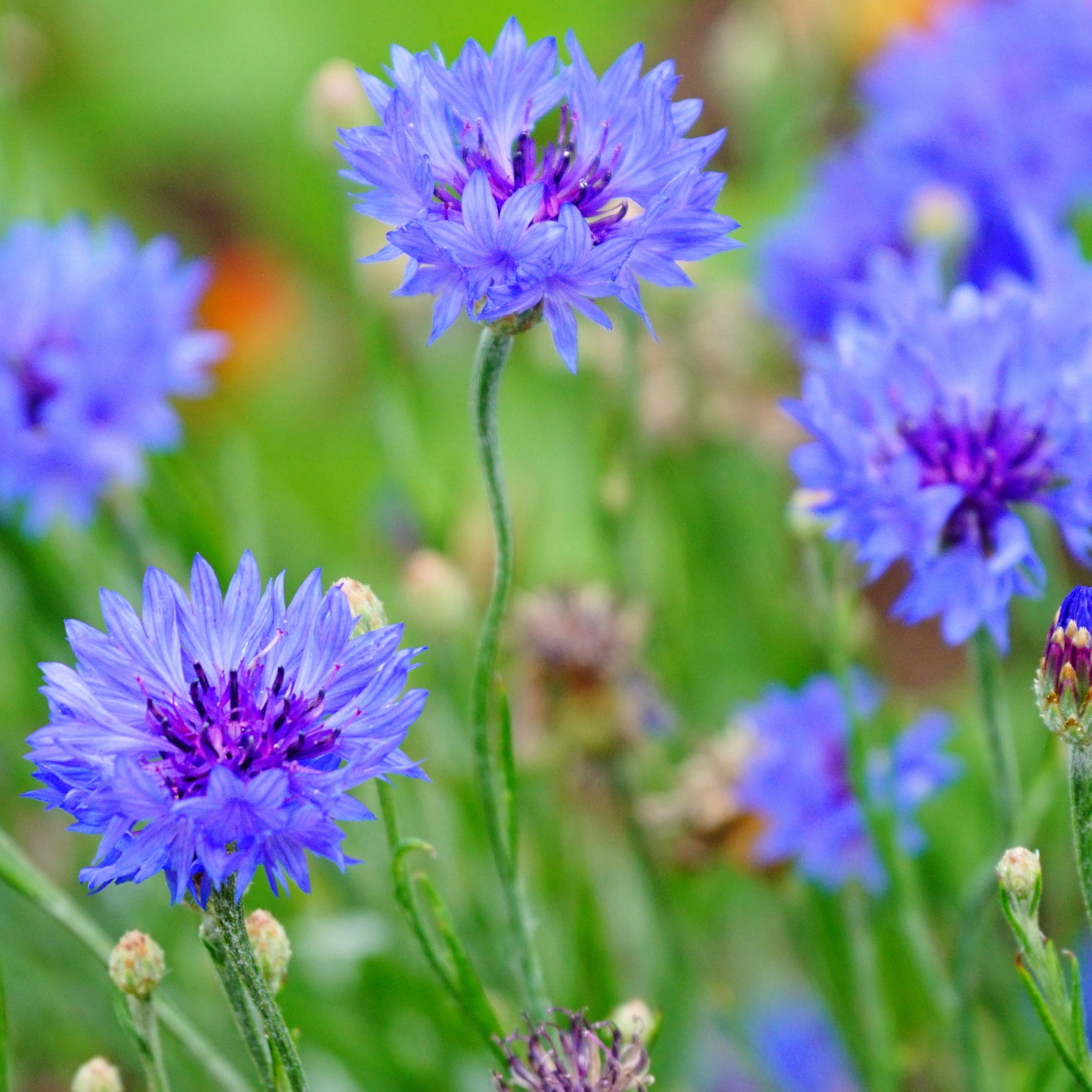 Bachelor Buttons Seeds – Scott's Nursery Ltd.