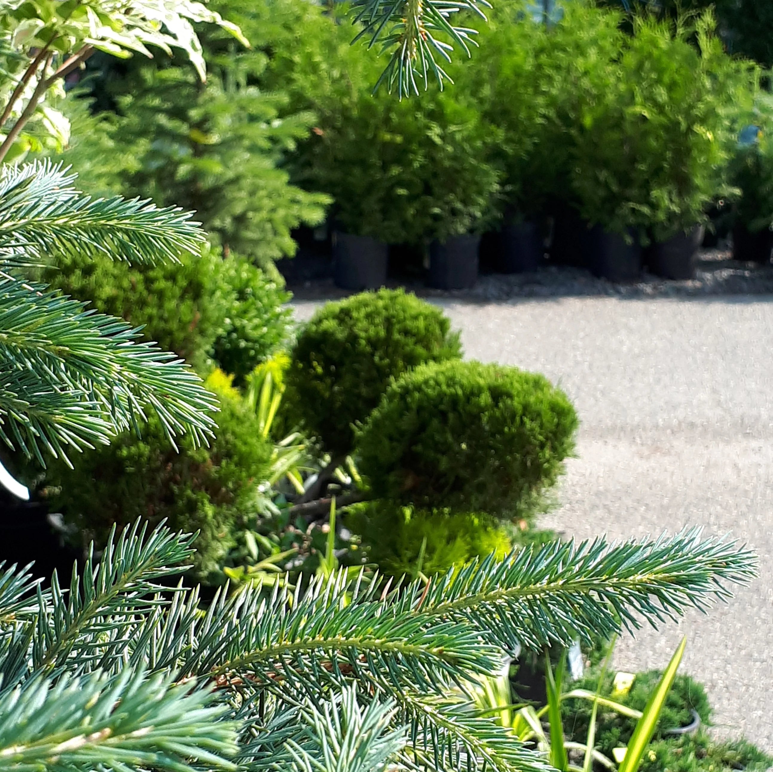 Evergreen Shrubs – Scott's Nursery Ltd.