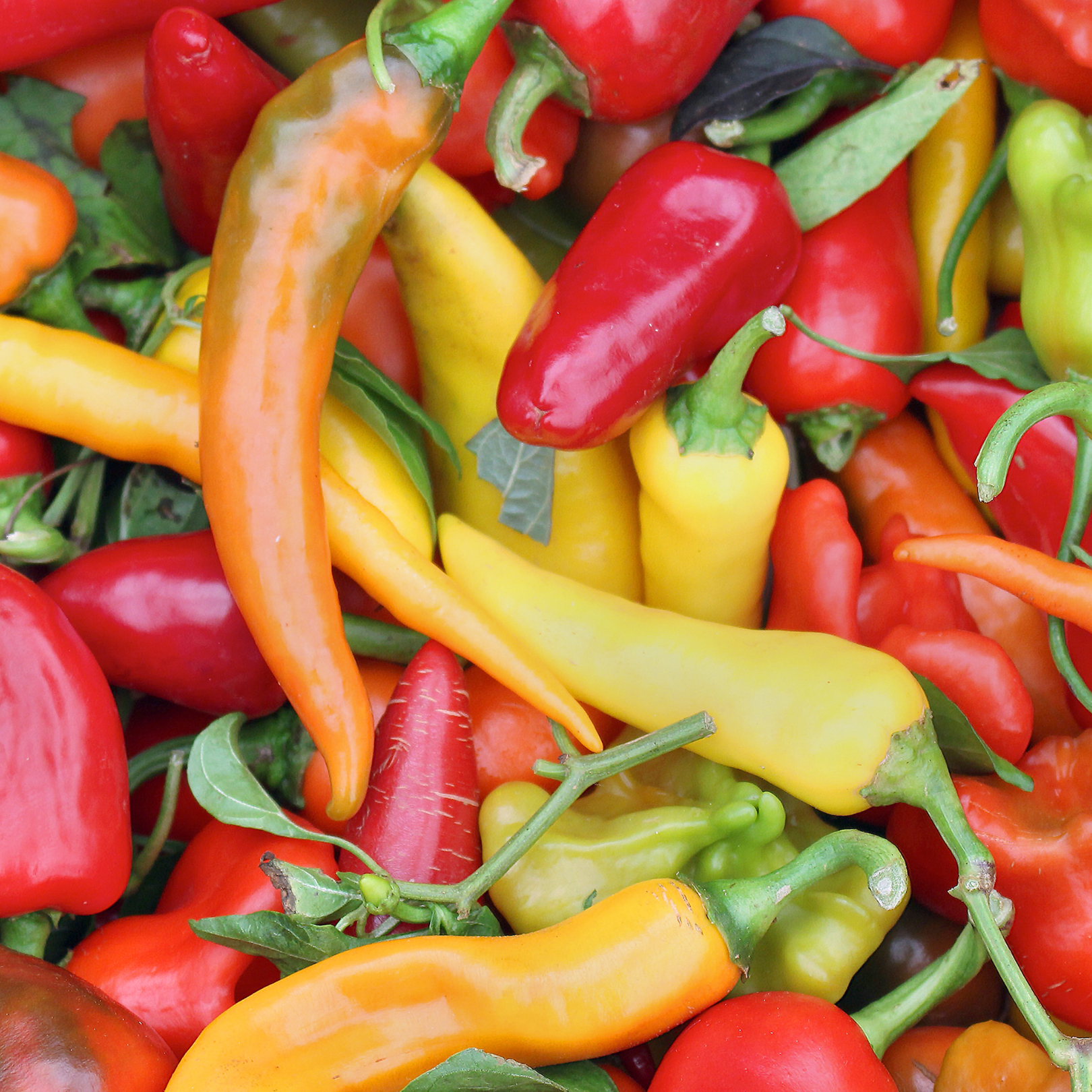 Pepper Seeds – Scott's Nursery Ltd.