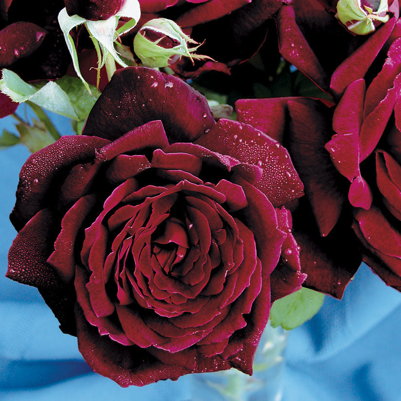 Rose 'Oklahoma' – Scott's Nursery Ltd.