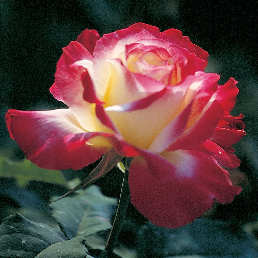 Rose 'Double Delight' – Scott's Nursery Ltd.
