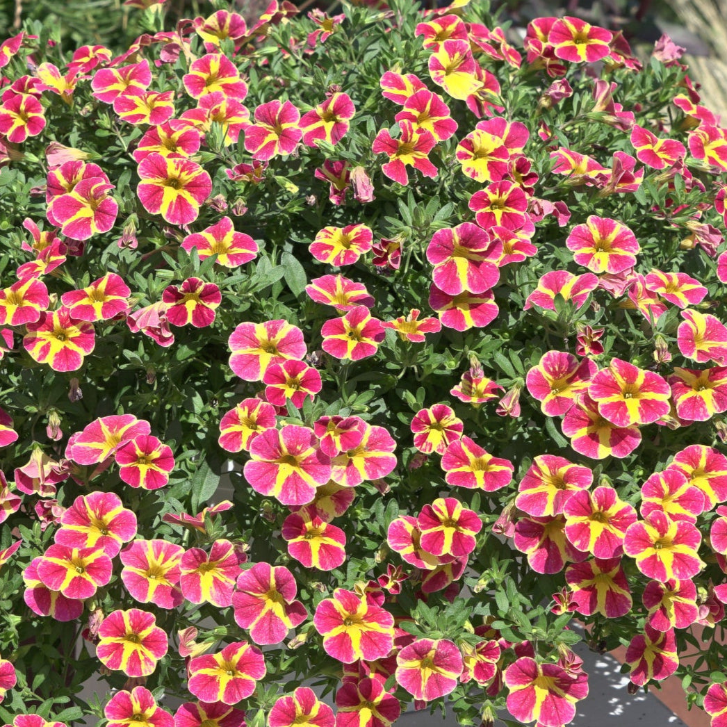 Calibrachoa 'MiniFamous®' – Scott's Nursery Ltd.