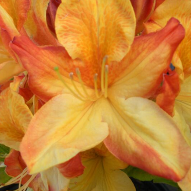 Azalea Arneson's Gem 2gal – Scott's Nursery Ltd.