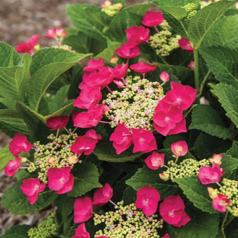 Hydrangea 'Cherry Explosion™' – Scott's Nursery Ltd.