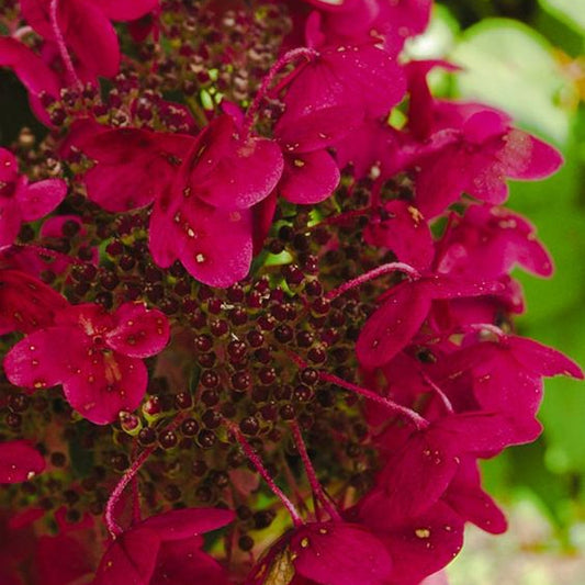 Shrub Hydrangea – Page 2 – Scott's Nursery Ltd.