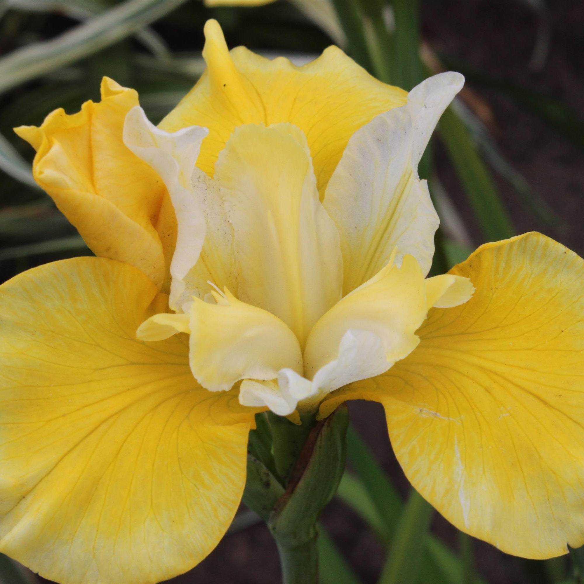 Siberian Iris 'Solar Energy' – Scott's Nursery Ltd.