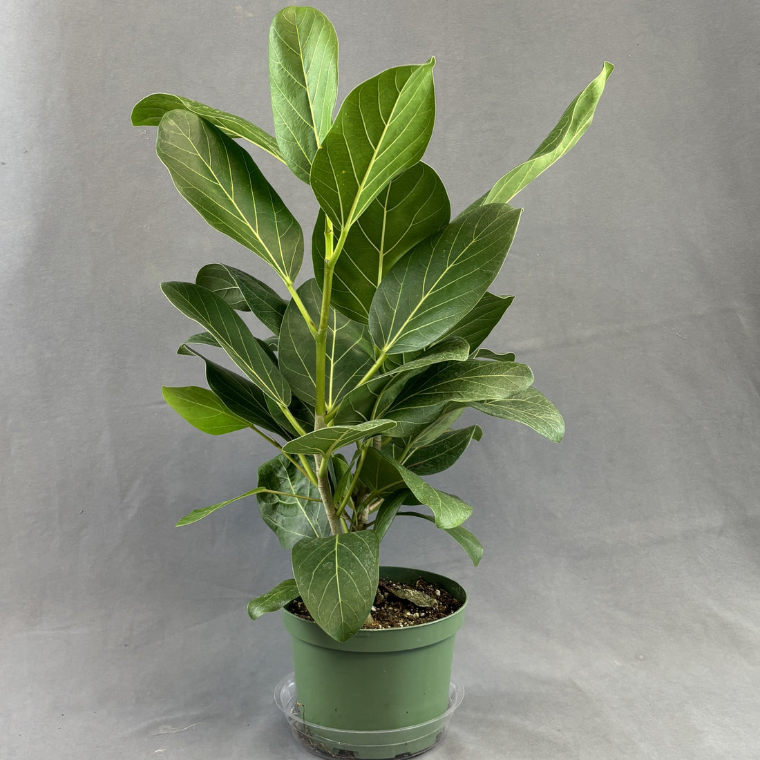 Ficus 'Audrey' – Scott's Nursery Ltd.