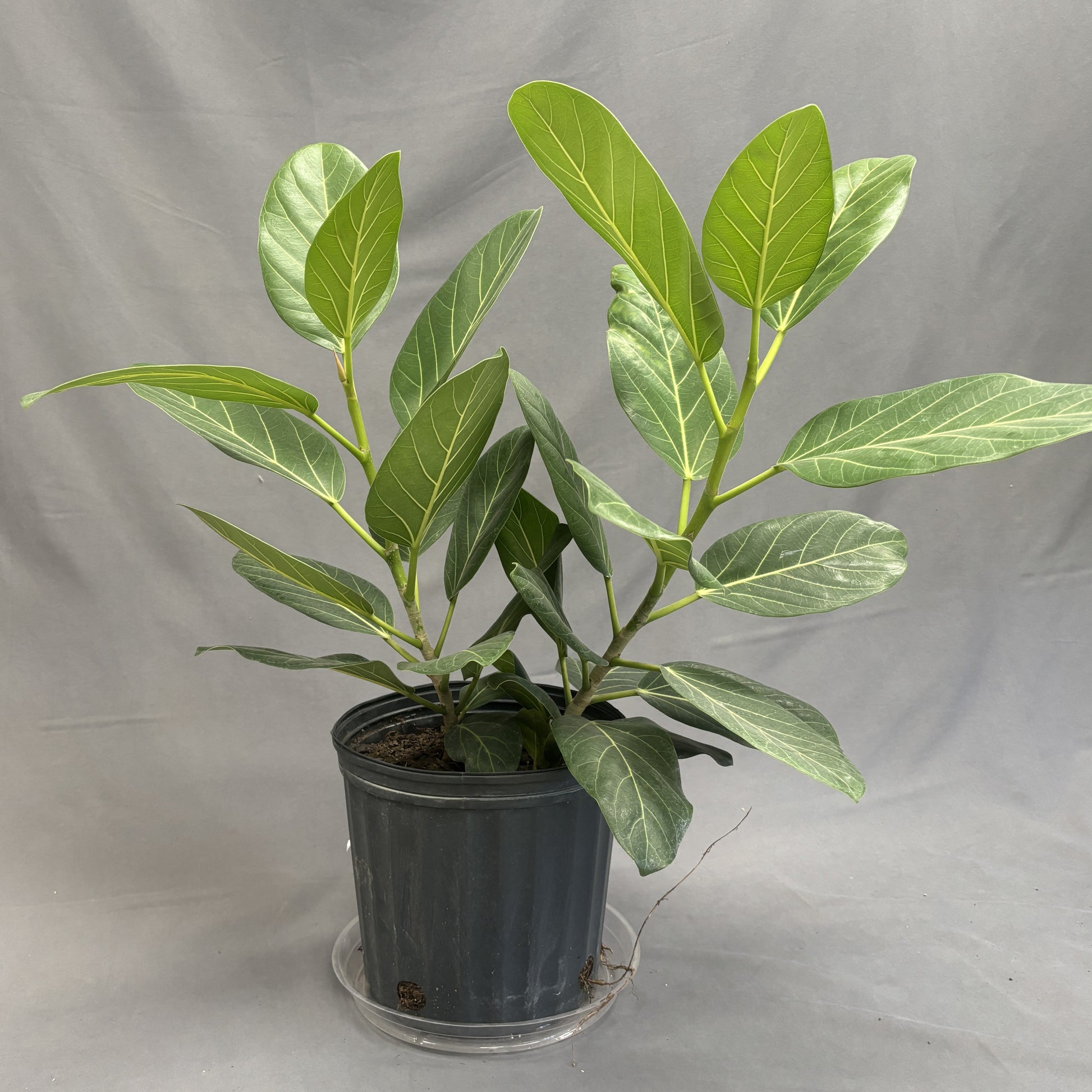 Ficus Audrey Bush 10" Pot – Scott's Nursery Ltd.