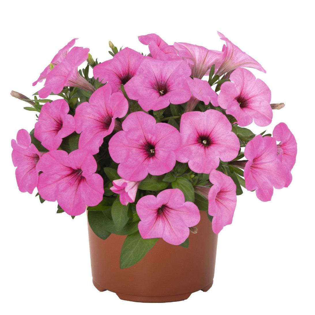 Choosing the Right Annuals for Every Lighting Condition – Scott's ...