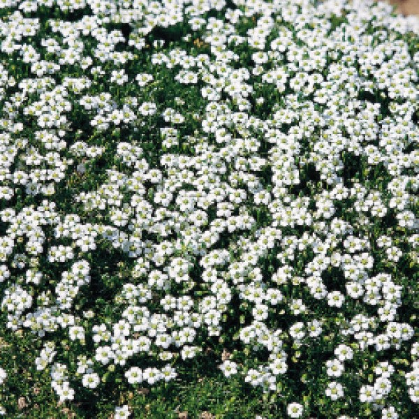 Irish Moss 'Lime Moss' – Scott's Nursery Ltd.