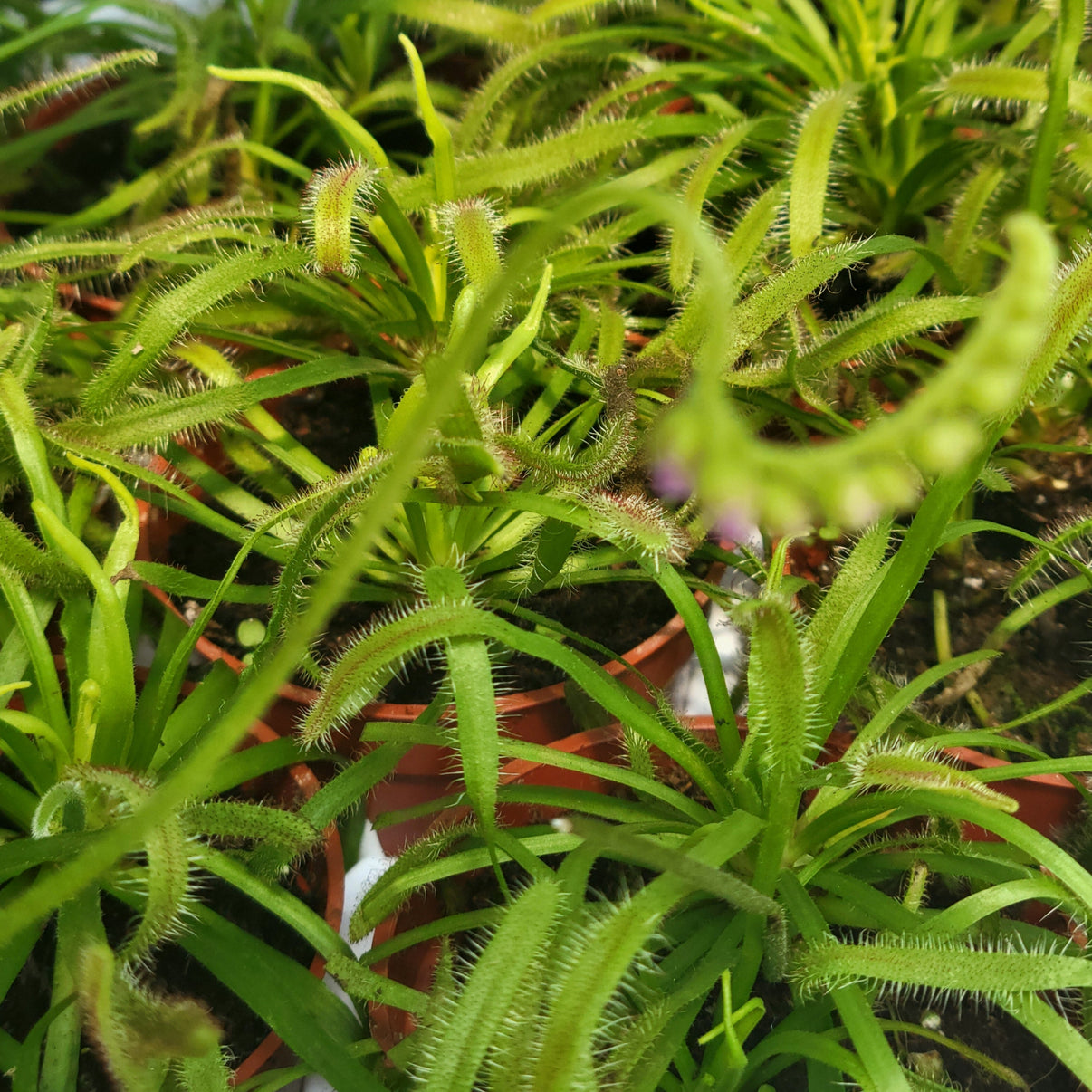 Sundew (Drosera capensis) – Scott's Nursery Ltd.