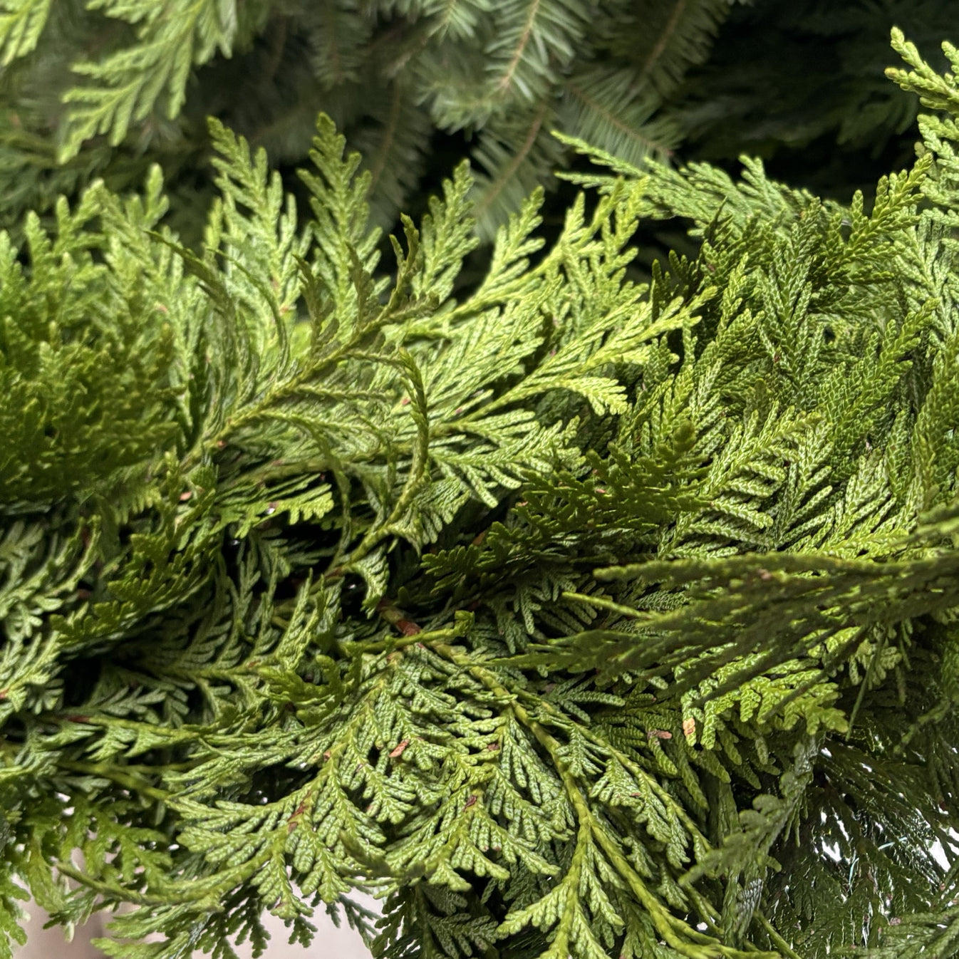Fresh Cedar Local Bundle – Scott's Nursery Ltd.