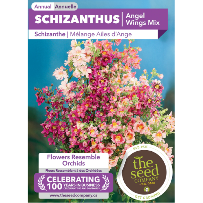 The Seed Company Schizanthus Angel Wings Mix Pkg. – Scott's Nursery Ltd.
