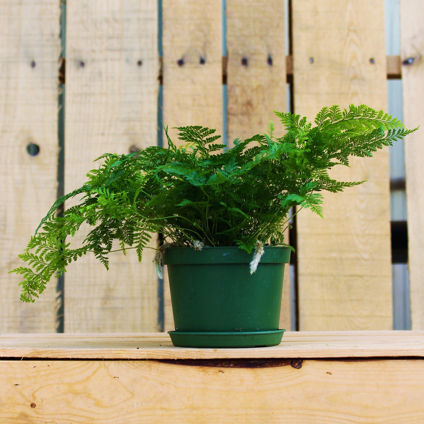 Fern Rabbit's Foot 6" Pot – Scott's Nursery Ltd.