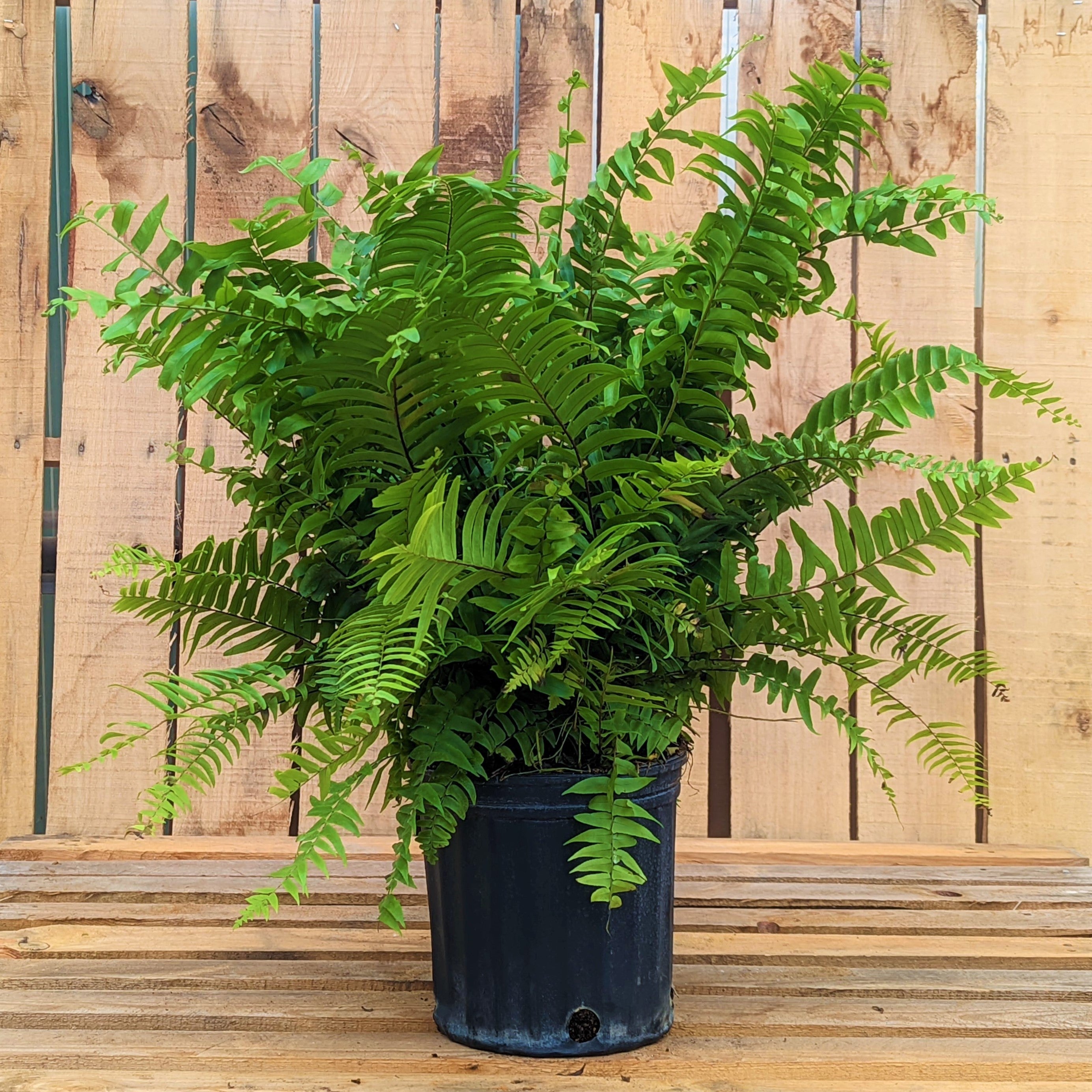 Foliage New Arrivals – Page 2 – Scott's Nursery Ltd.